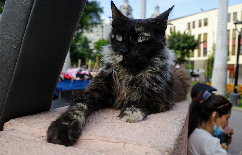 Lima’s park that belongs to cats – Eating Snow Around the World