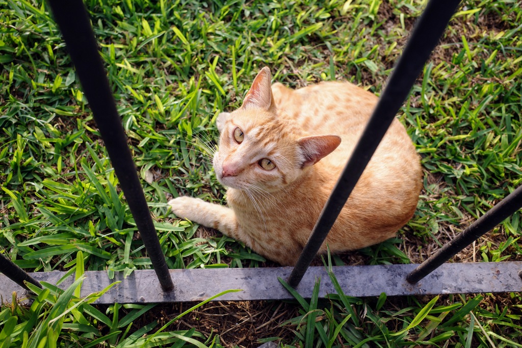 Lima’s park that belongs to cats – Eating Snow Around the World